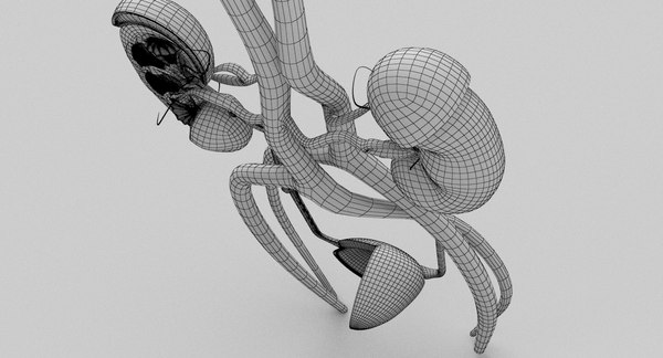 3D anatomy female urinary tract - TurboSquid 1277369
