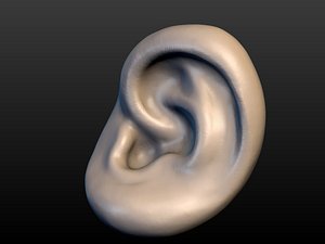Download 3D Ear Blender Models - TurboSquid
