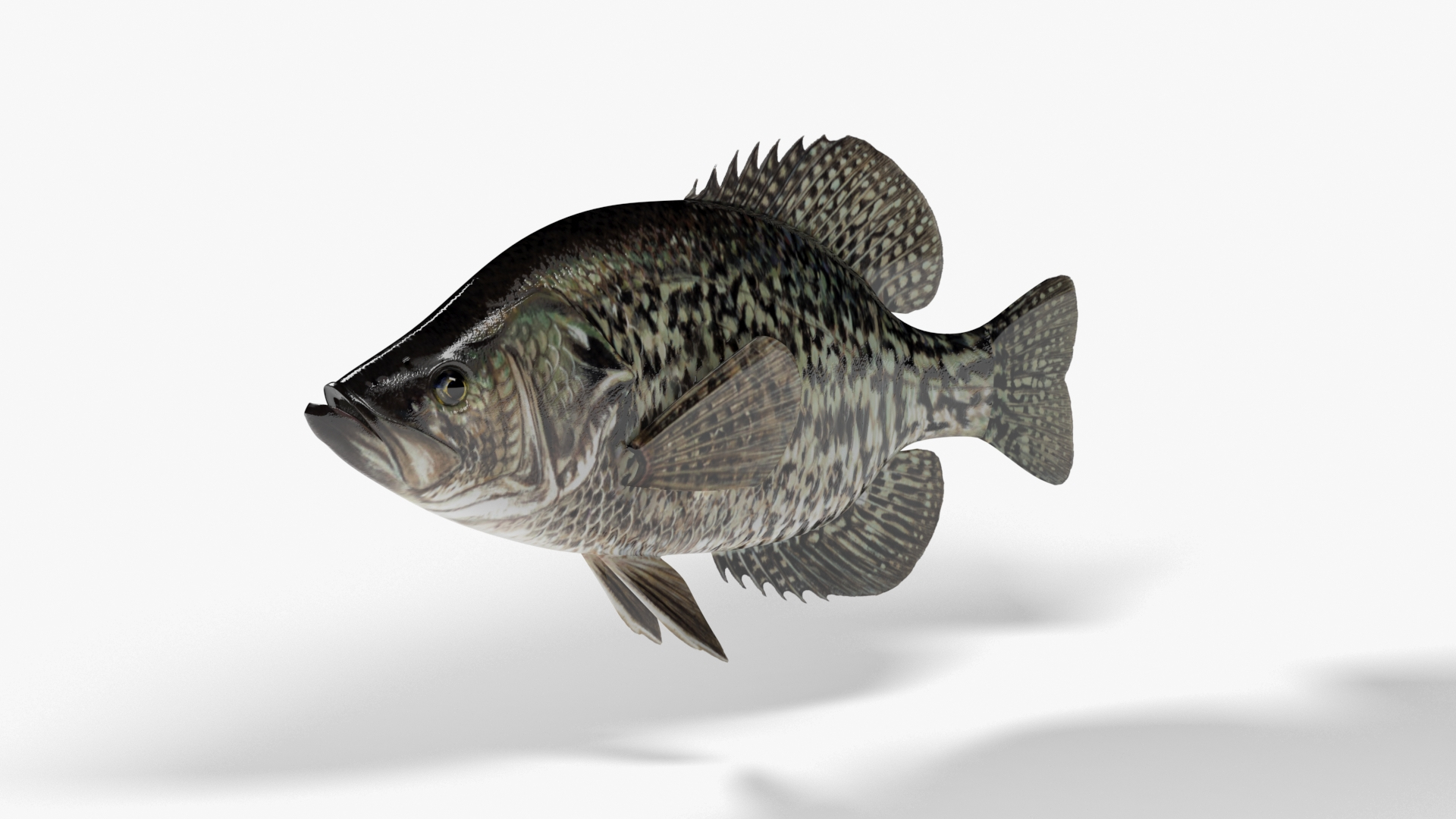 Crappie Wallpaper