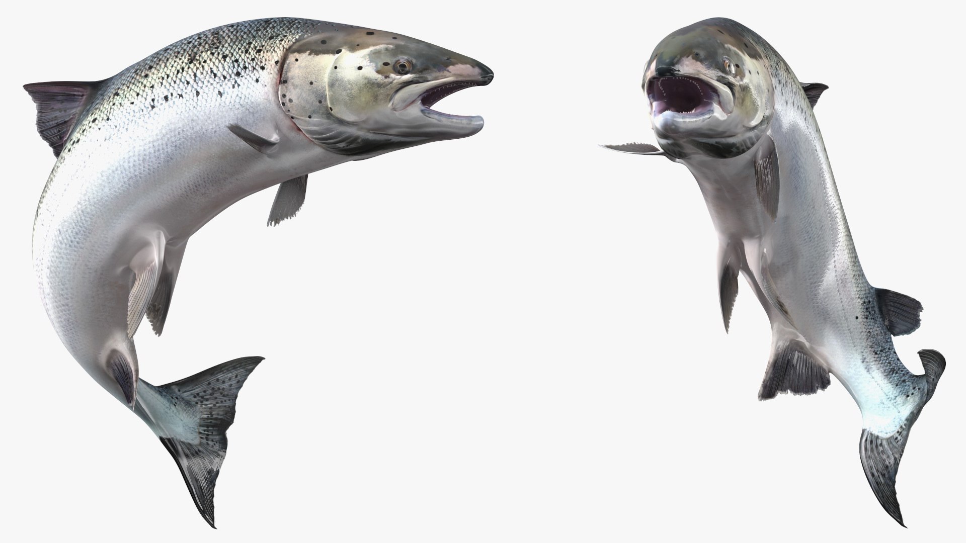 Salmon Jump Pose Atlantic 3D - TurboSquid 1709314