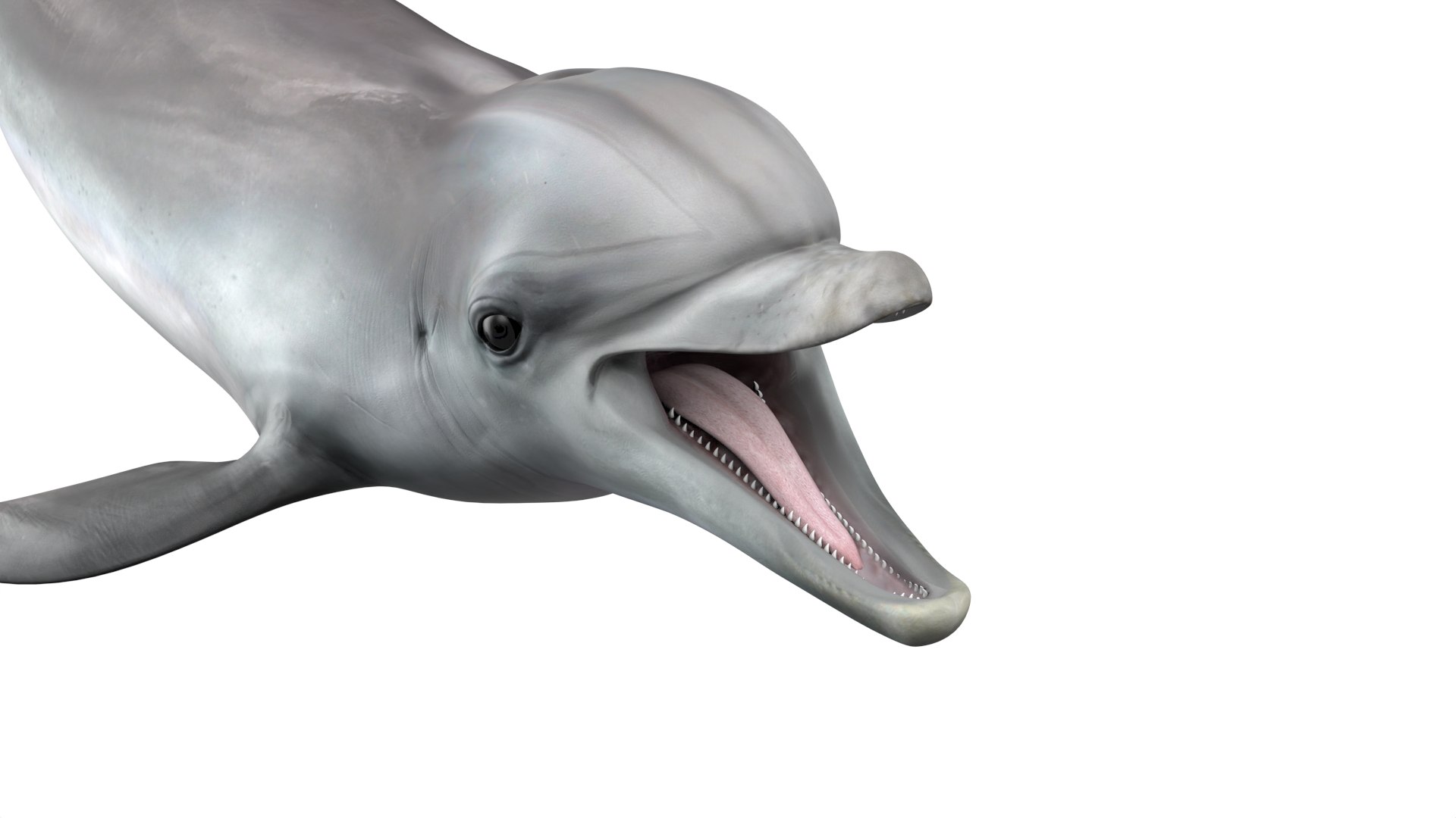 Common Bottlenose Dolphin 3D - TurboSquid 2262310