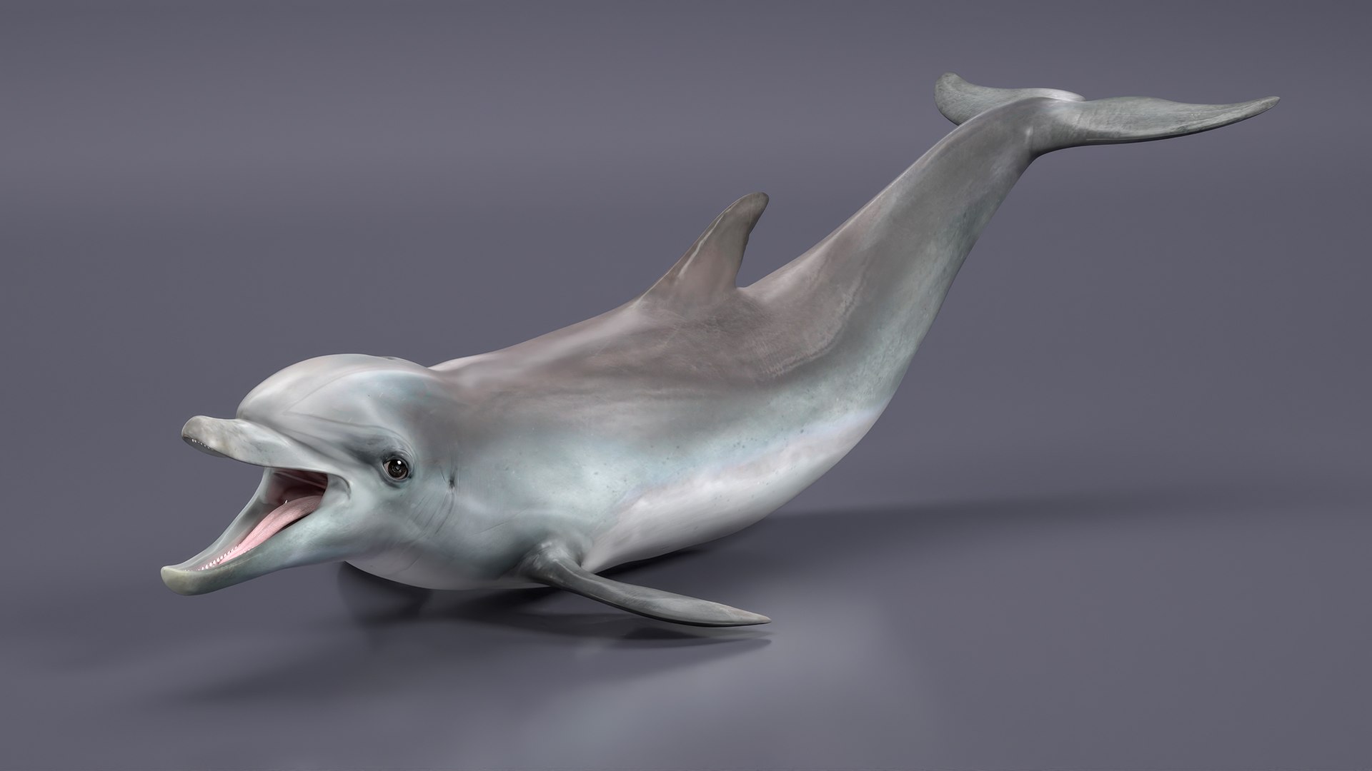 Common Bottlenose Dolphin 3D - TurboSquid 2262310
