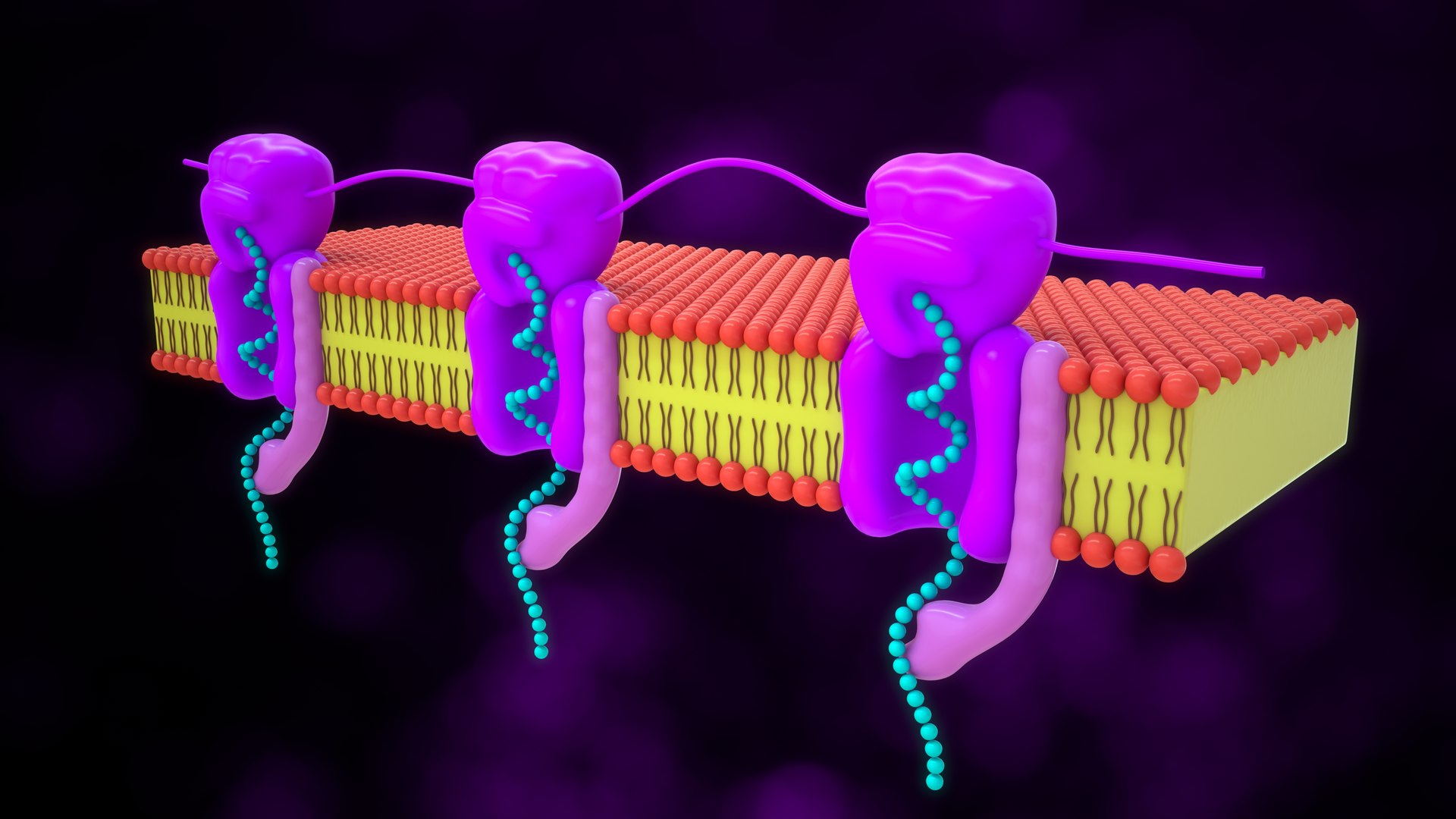 Glycoproteins In Cell Walls 3D Model - TurboSquid 2187114