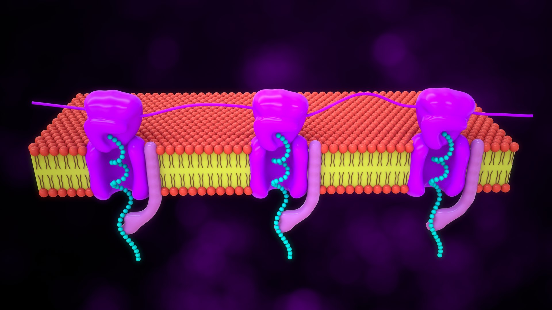 Glycoproteins In Cell Walls 3D Model - TurboSquid 2187114