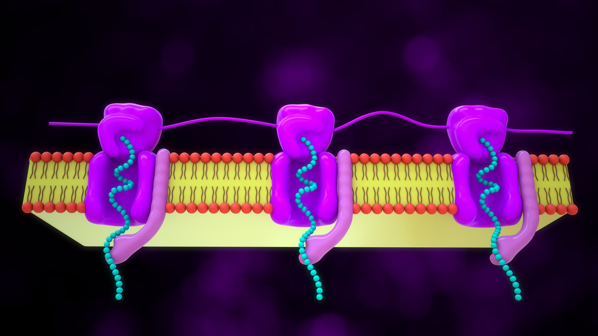 Glycoproteins In Cell Walls 3D Model - TurboSquid 2187114