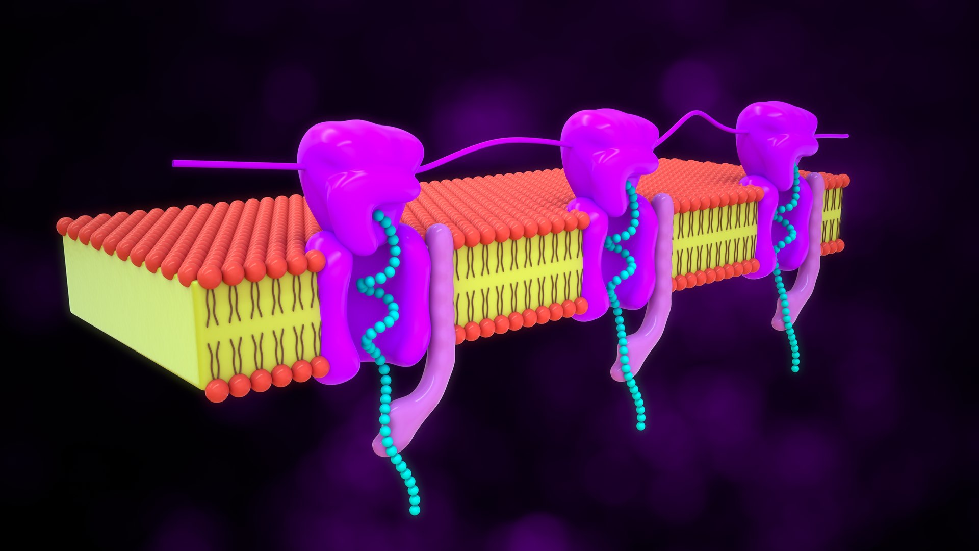 Glycoproteins In Cell Walls 3D Model - TurboSquid 2187114