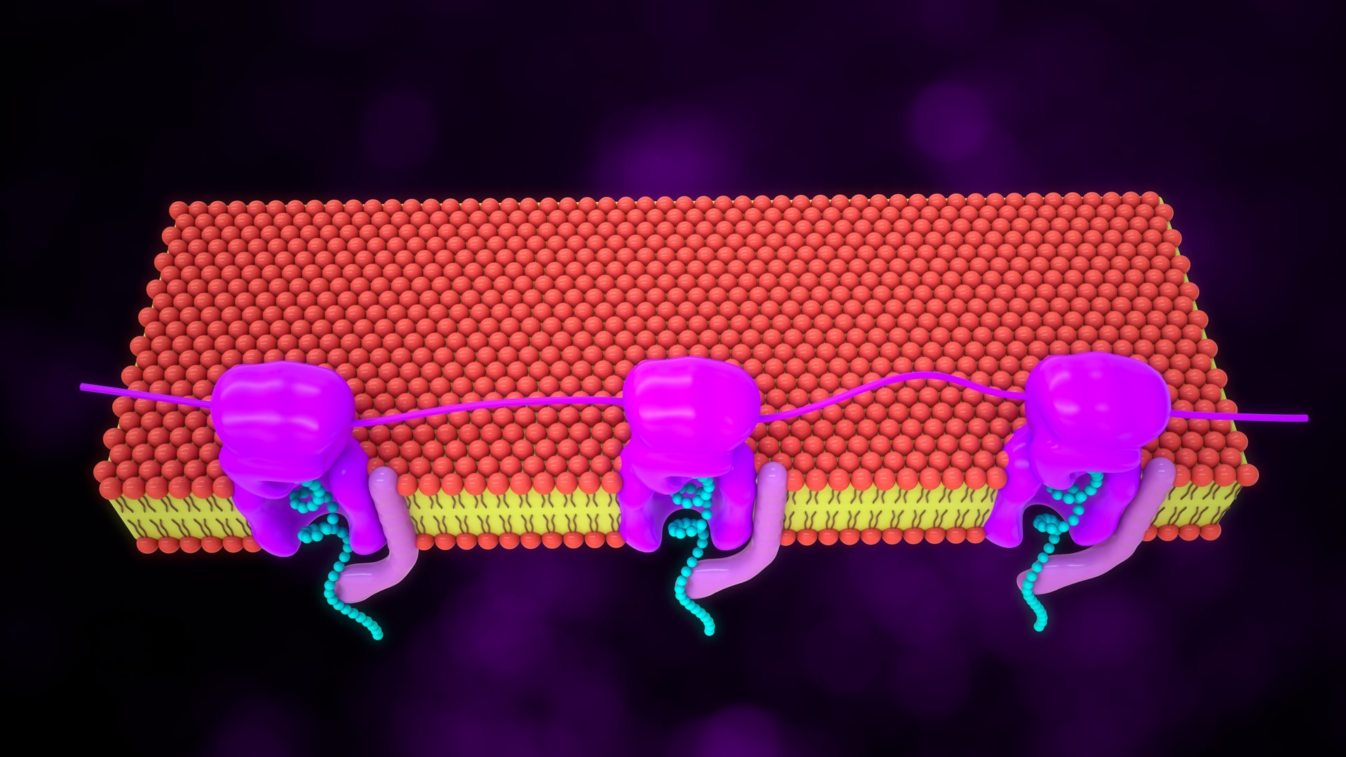 Glycoproteins In Cell Walls 3D Model - TurboSquid 2187114