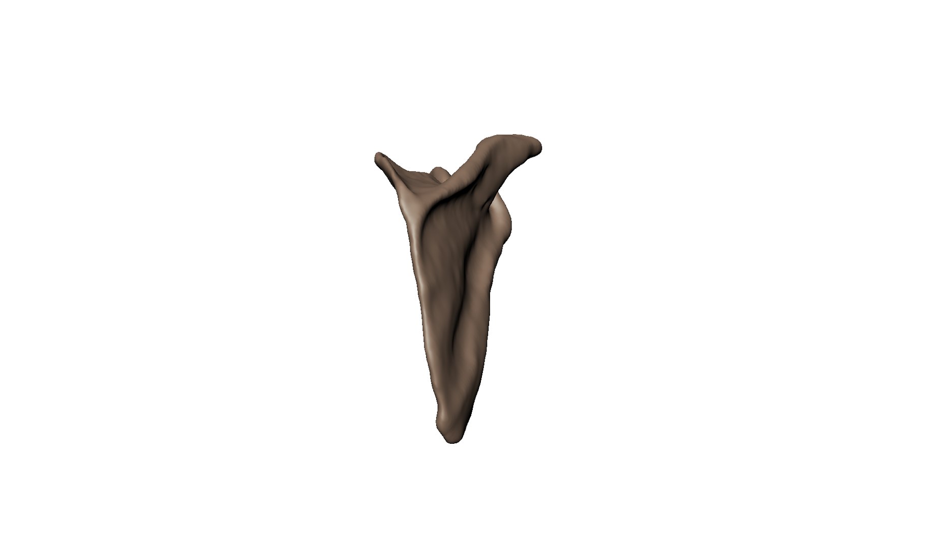 3D Reconstruction Real Humans Scapula Model - TurboSquid 1381961