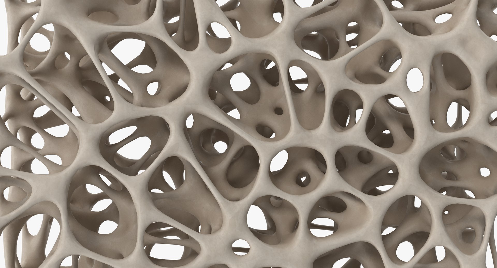 3D Rectangular Bone Matrix - TurboSquid 1930809