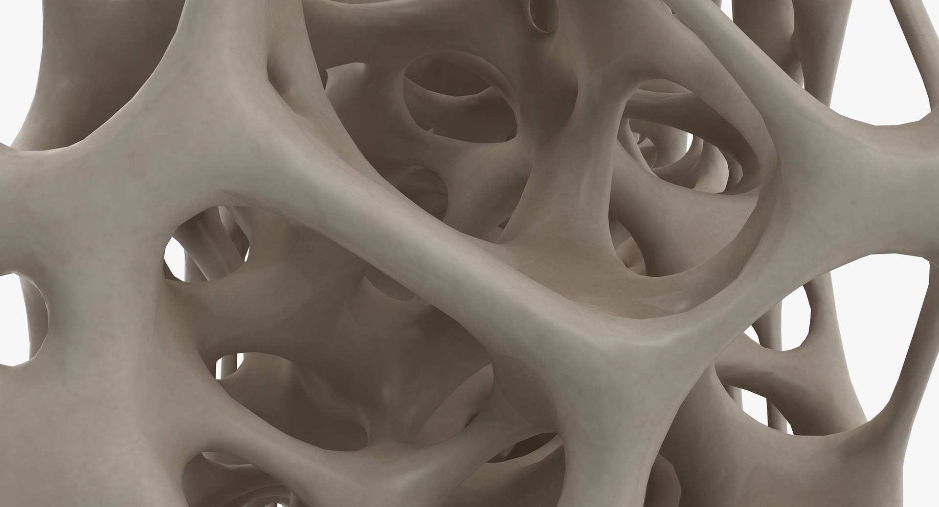 3D Rectangular Bone Matrix - TurboSquid 1930809