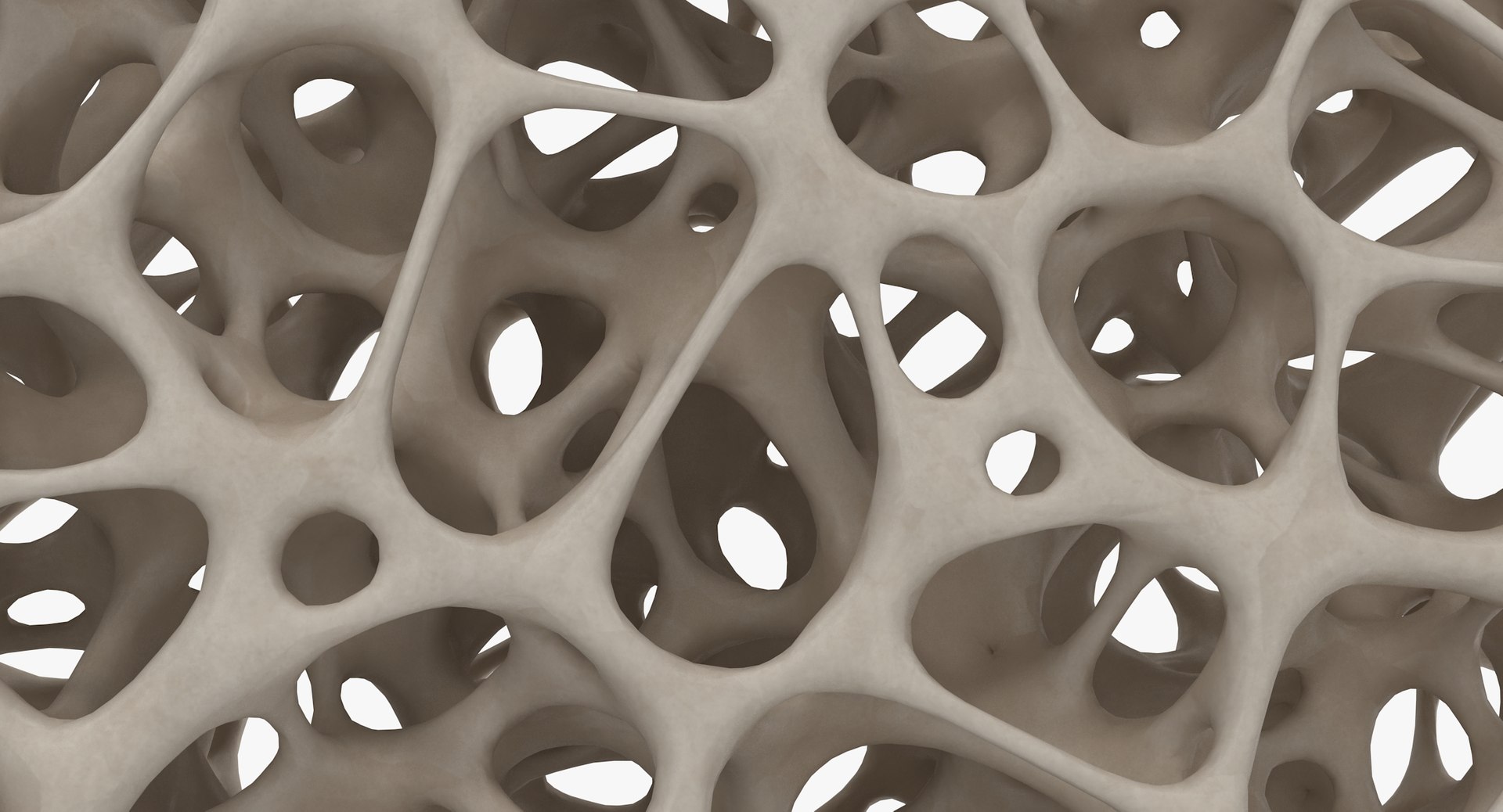 3D Rectangular Bone Matrix - TurboSquid 1930809