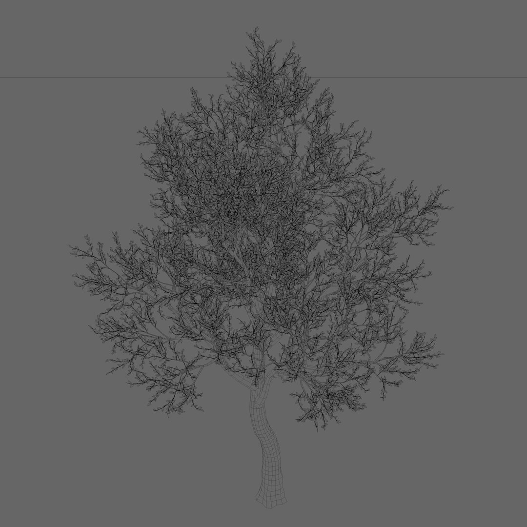 3D Deciduous Tree - TurboSquid 1306077