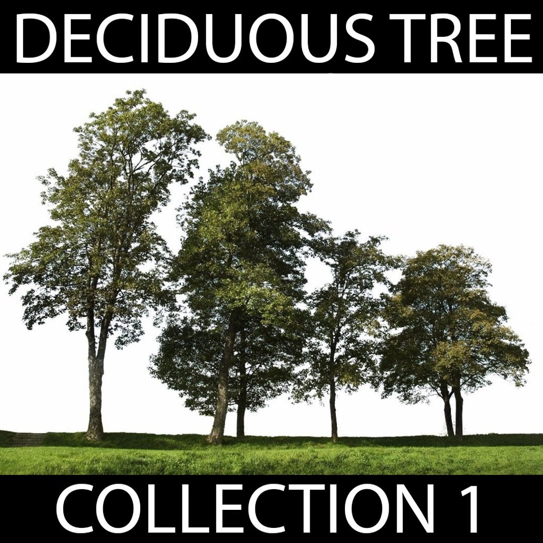 3D Deciduous Tree - TurboSquid 1306077