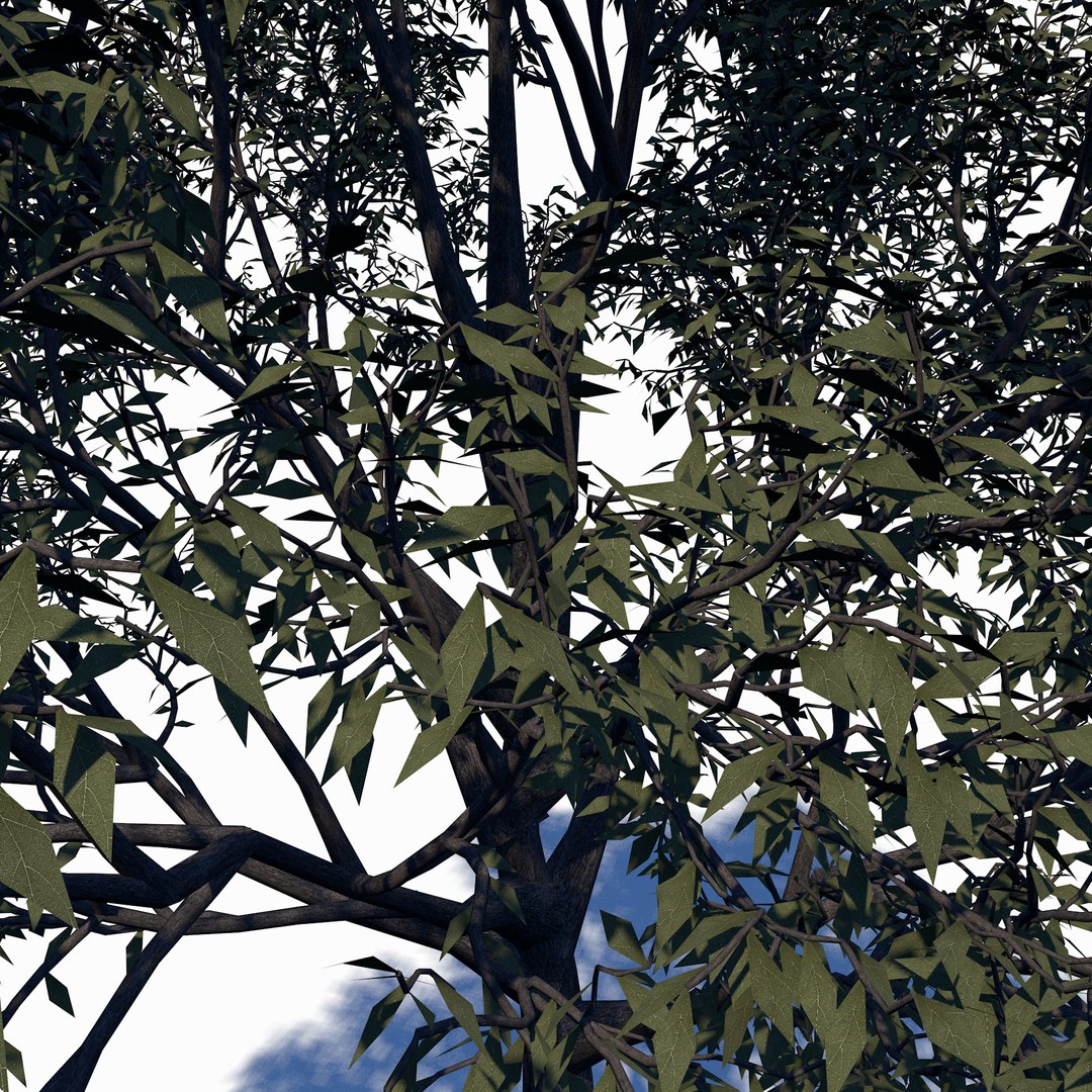 3D Deciduous Tree - TurboSquid 1306077