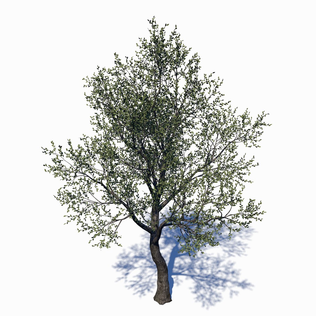 3D Deciduous Tree - TurboSquid 1306077