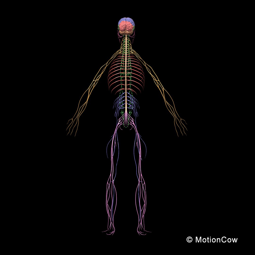 3d human skeletal nervous systems