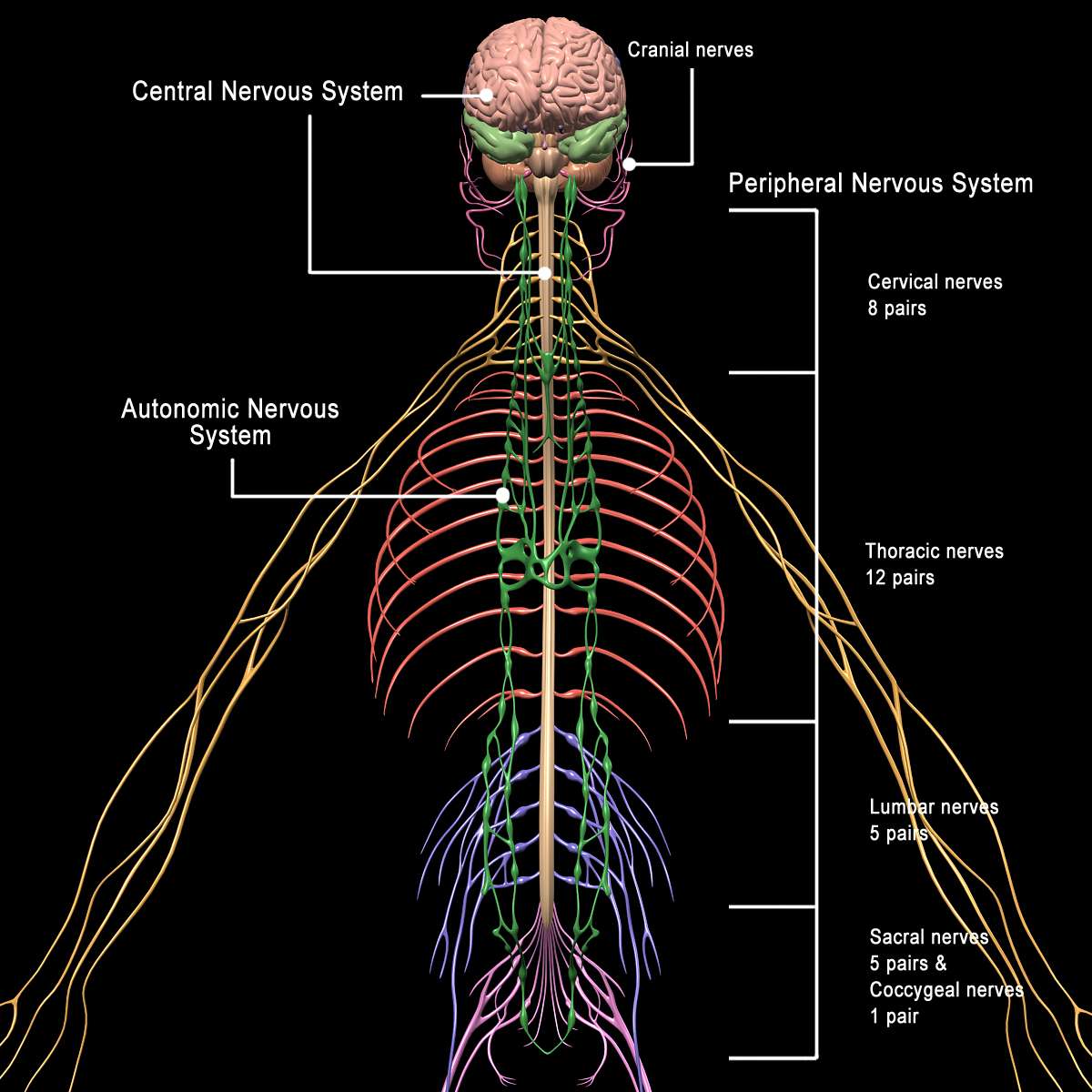 3d human skeletal nervous systems