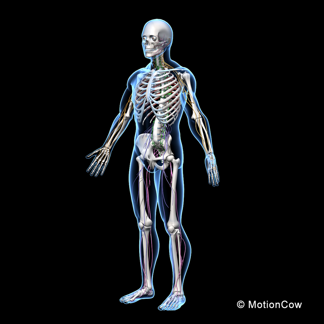 3d human skeletal nervous systems