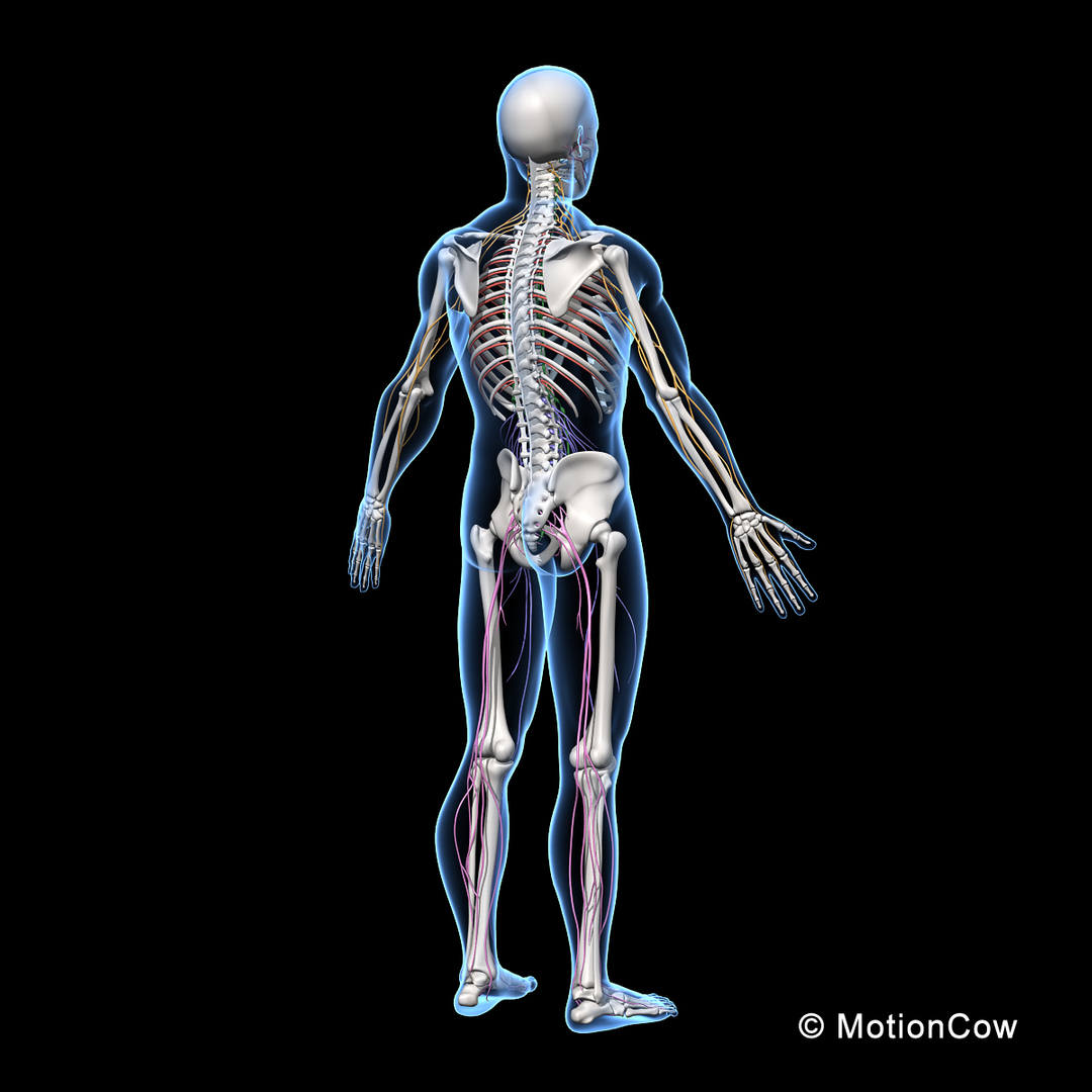 3d human skeletal nervous systems