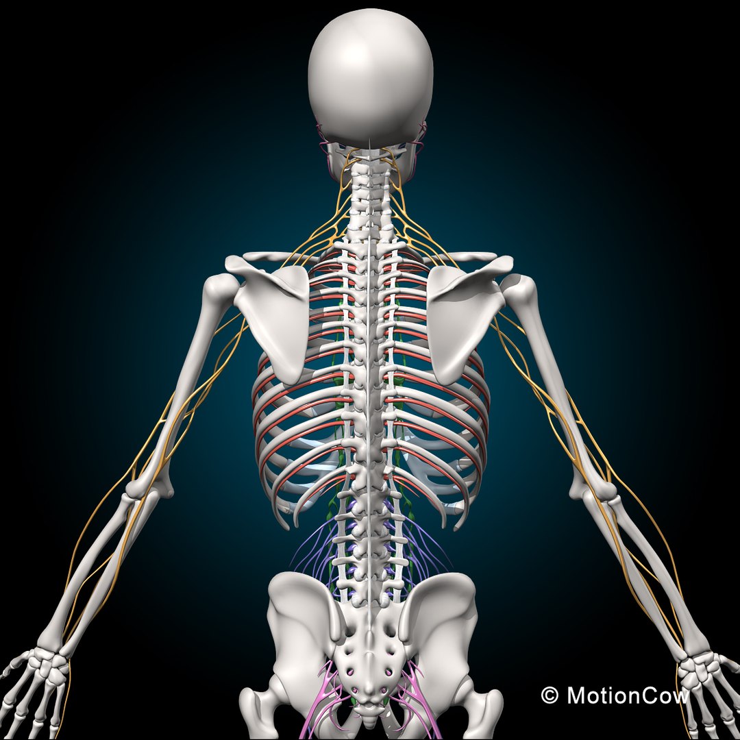 3d human skeletal nervous systems