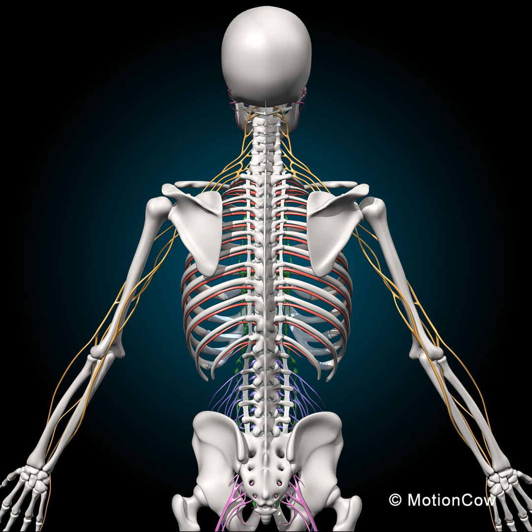 3d human skeletal nervous systems