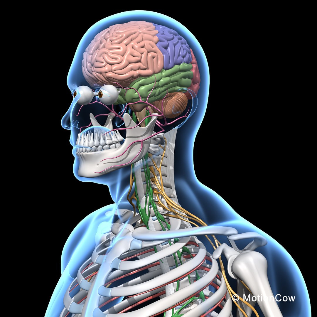 3d human skeletal nervous systems