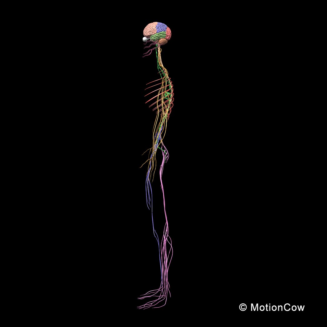 3d human skeletal nervous systems