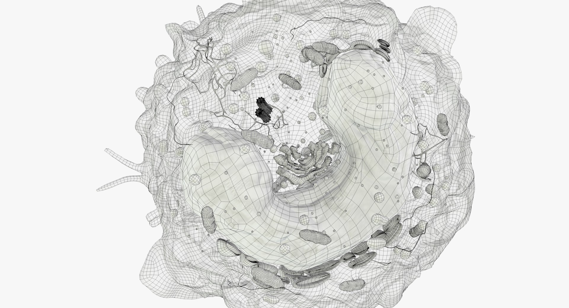 Monocyte nucleus mitohondria model - TurboSquid 1266677