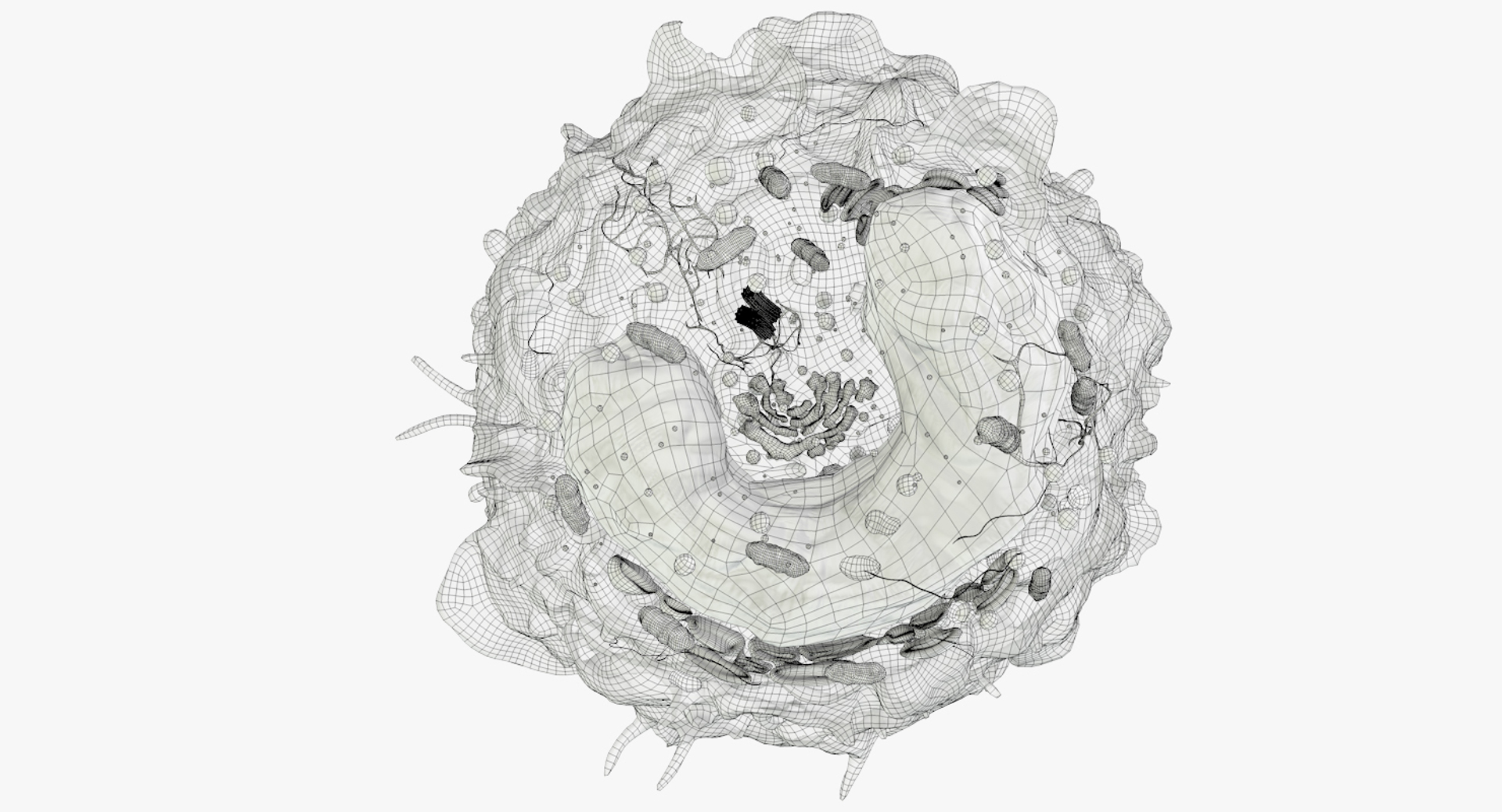Monocyte Nucleus Mitohondria Model - TurboSquid 1266677