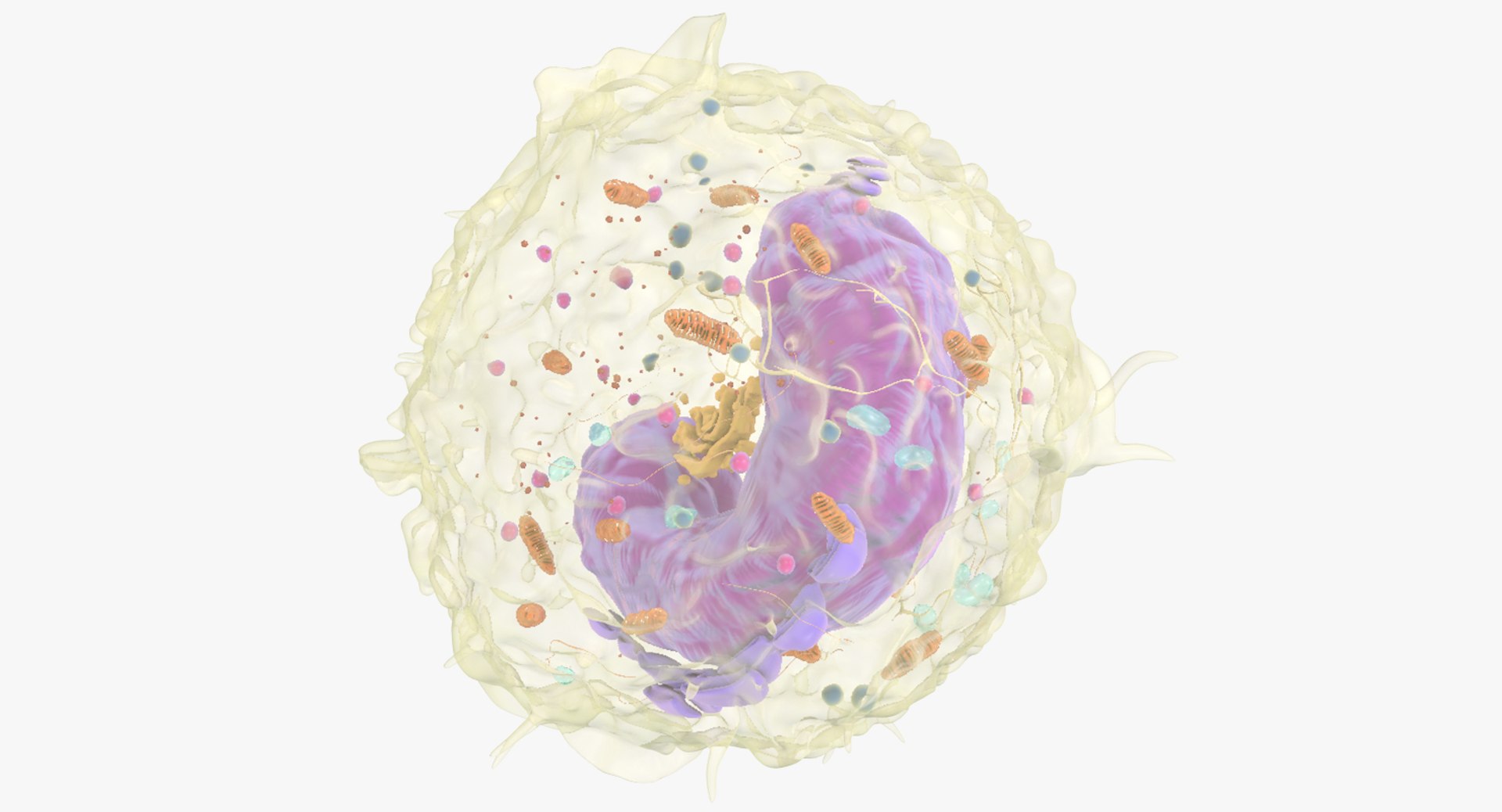 Monocyte Nucleus Mitohondria Model - TurboSquid 1266677