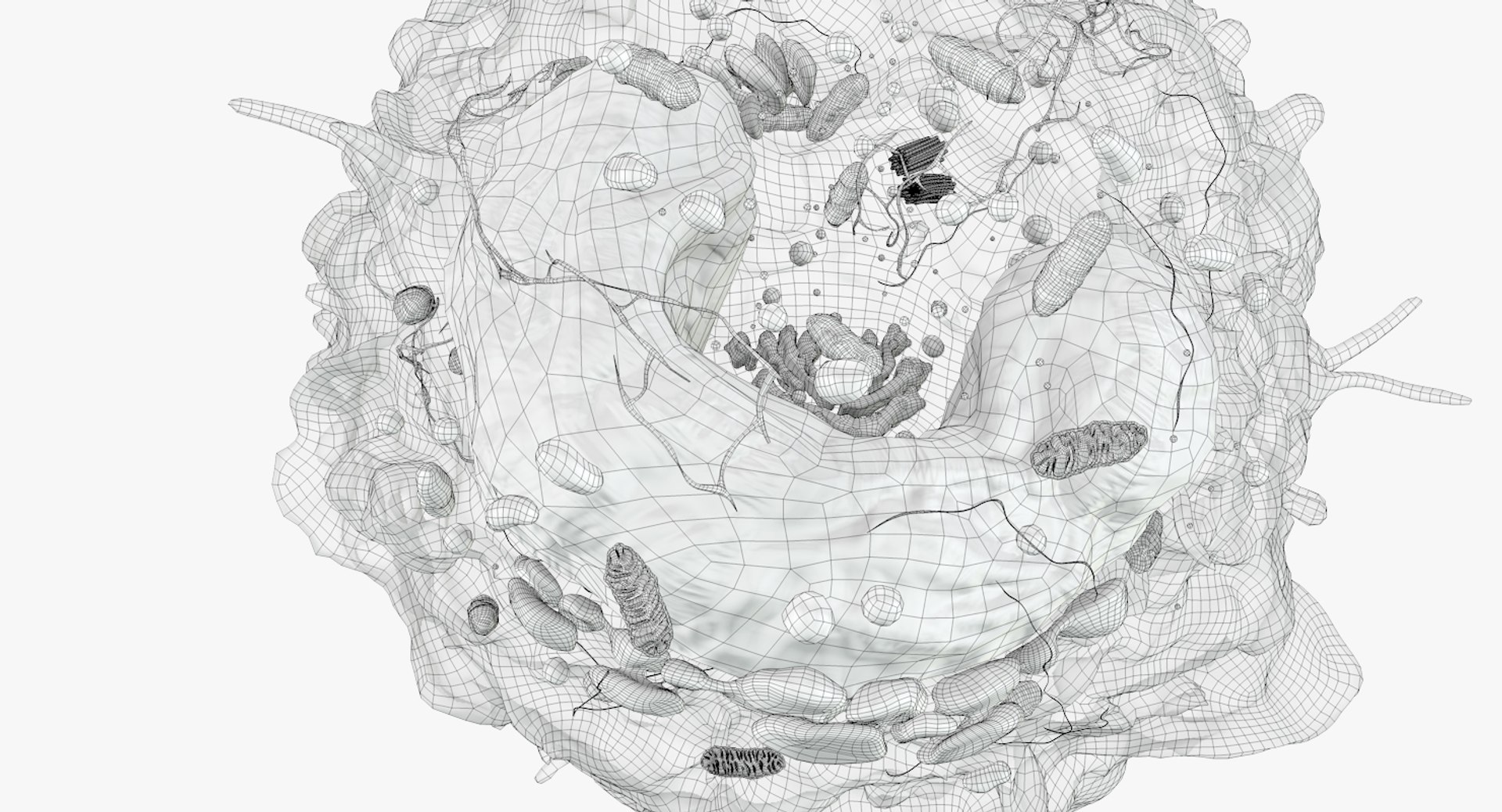 Monocyte nucleus mitohondria model - TurboSquid 1266677