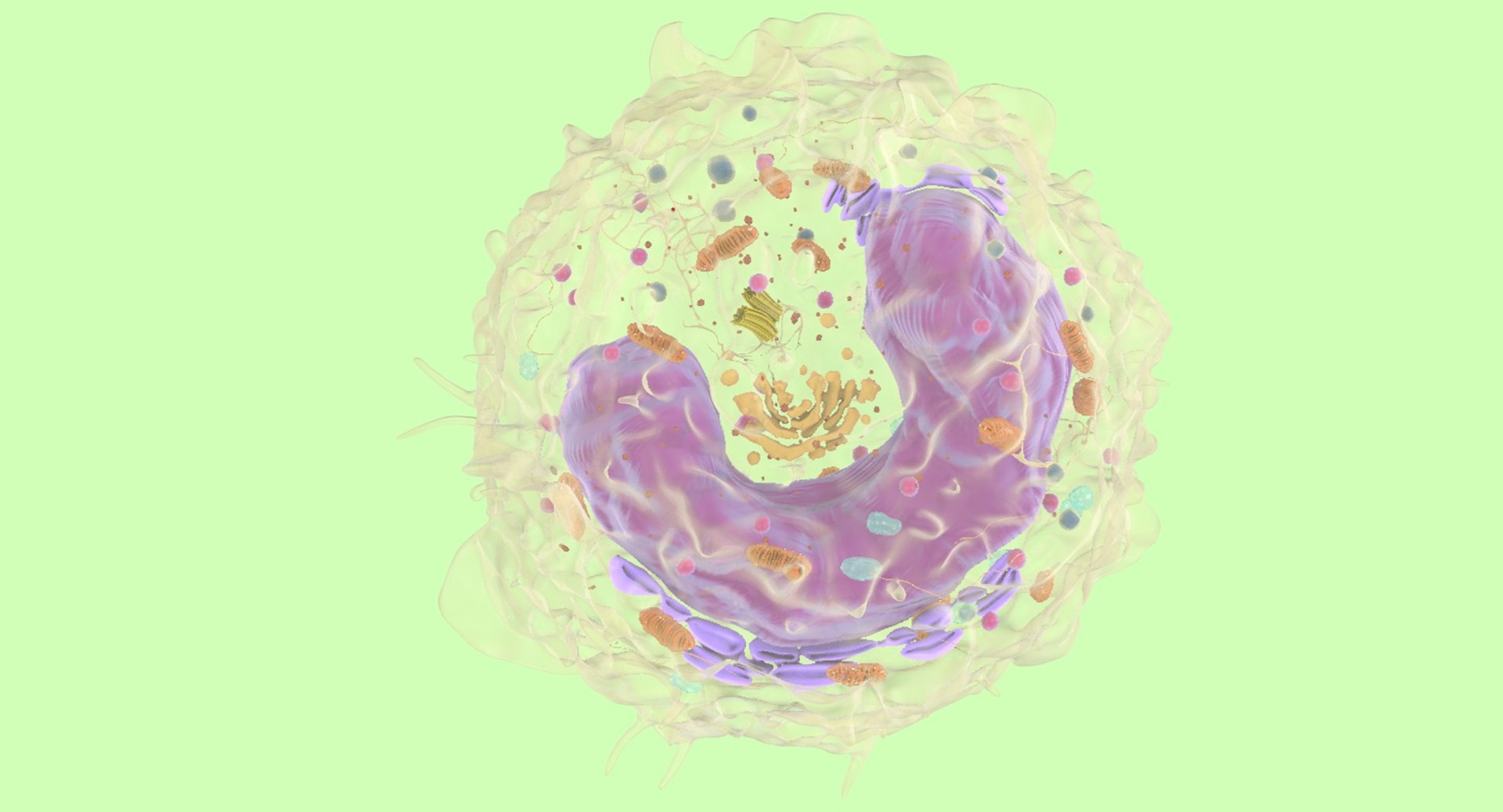 monocyte structure