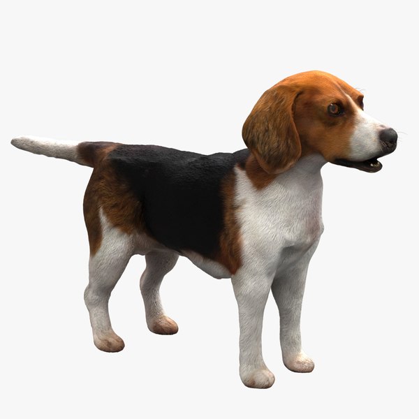 modelo 3d Perro Beagle NoFur - TurboSquid 1440875