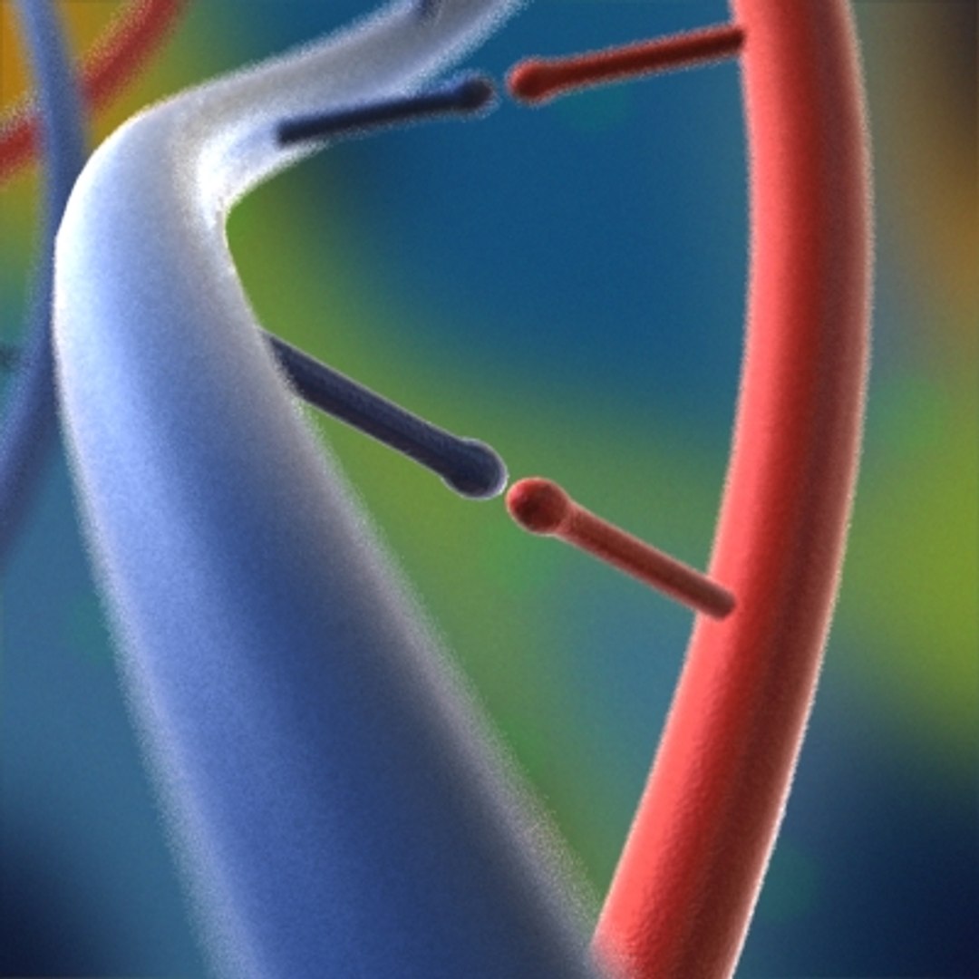3d model dna strands