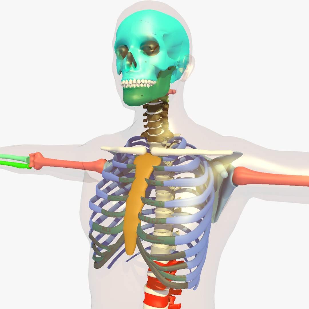 3d Model Colour Skeleton Anatomy Man Human