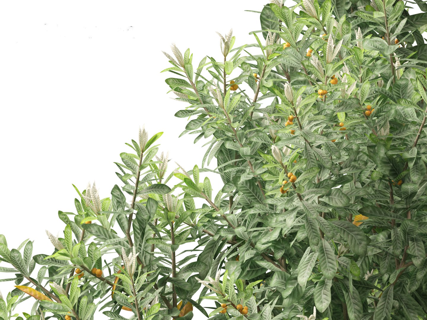 3D Loquat - Bigleaf hydrangea Tree - TurboSquid 2121565