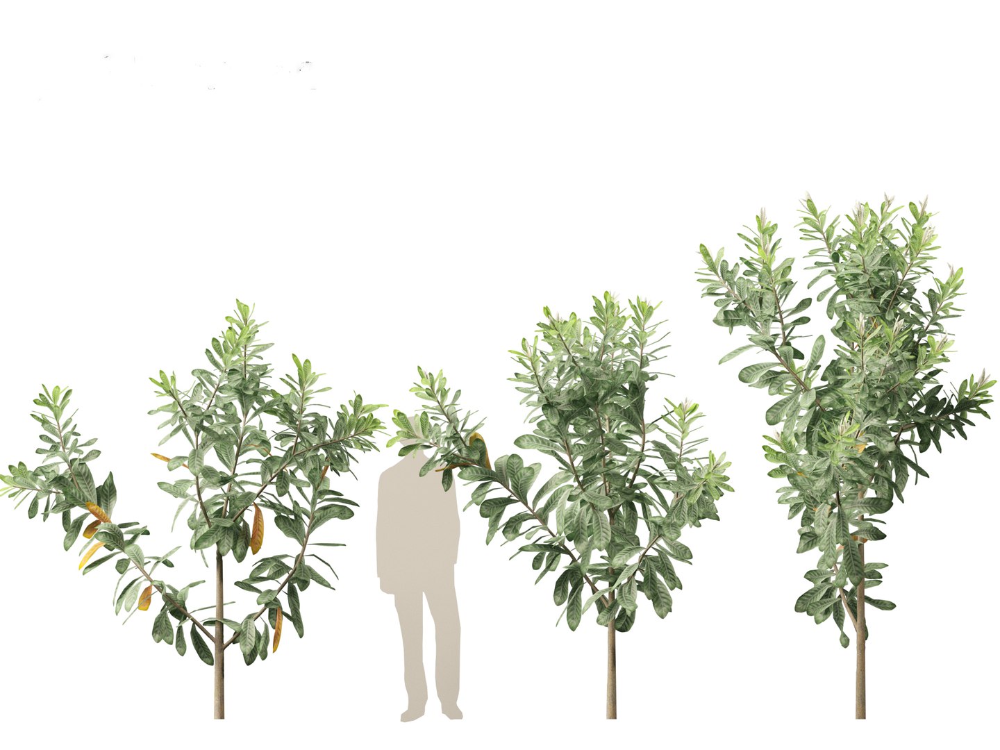 3D Loquat - Bigleaf hydrangea Tree - TurboSquid 2121565
