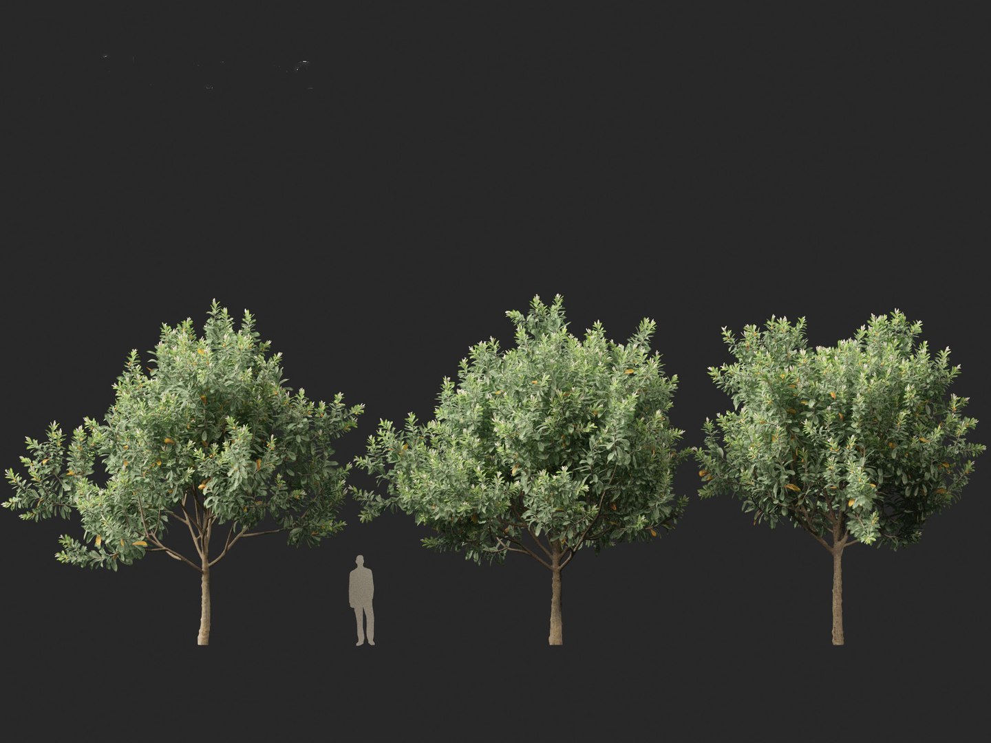 3D Loquat - Bigleaf hydrangea Tree - TurboSquid 2121565