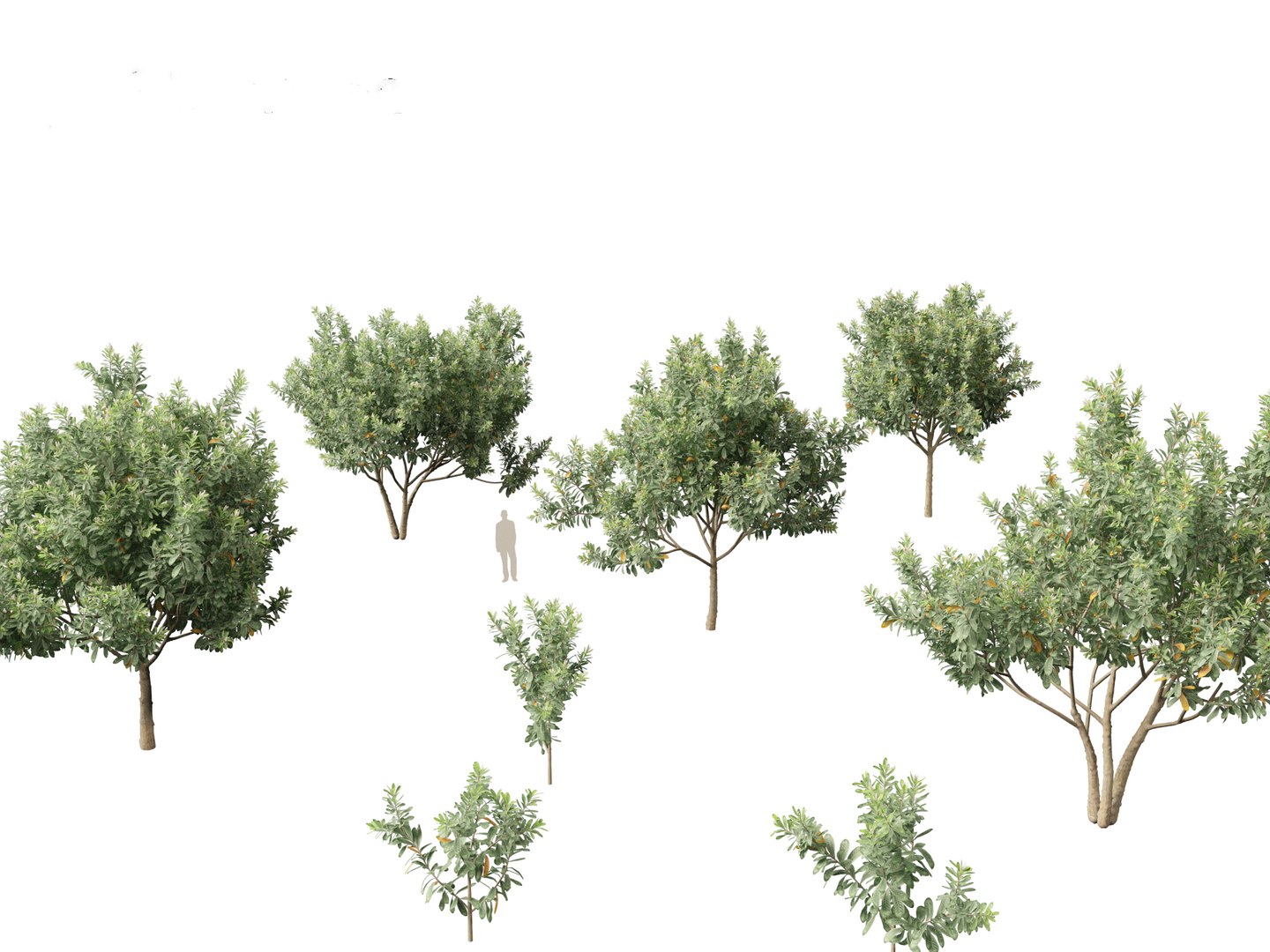 3D Loquat - Bigleaf hydrangea Tree - TurboSquid 2121565