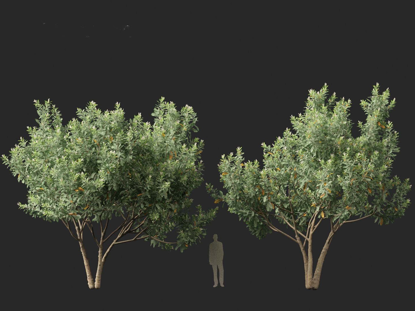 3D Loquat - Bigleaf hydrangea Tree - TurboSquid 2121565