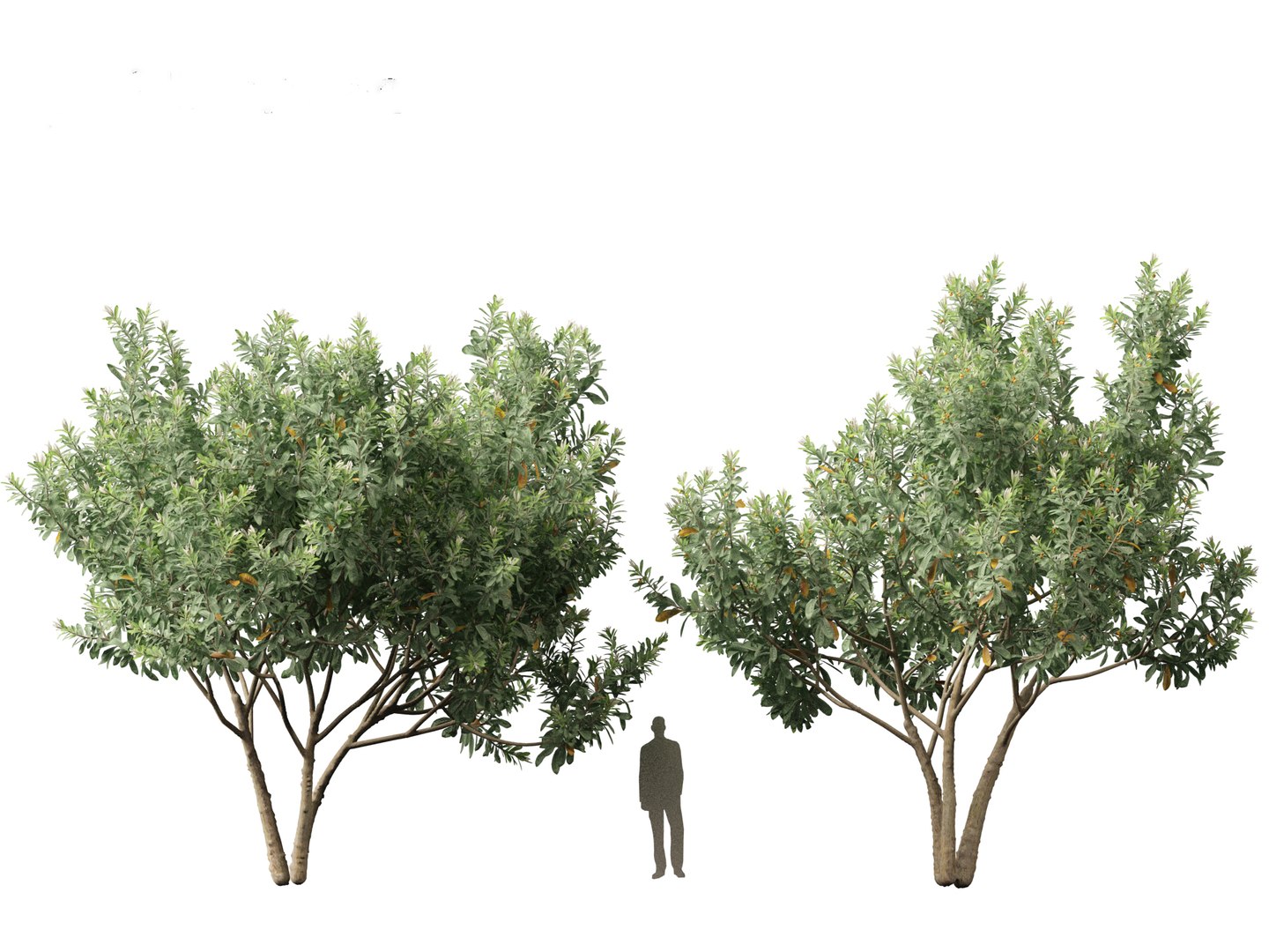 3D Loquat - Bigleaf hydrangea Tree - TurboSquid 2121565