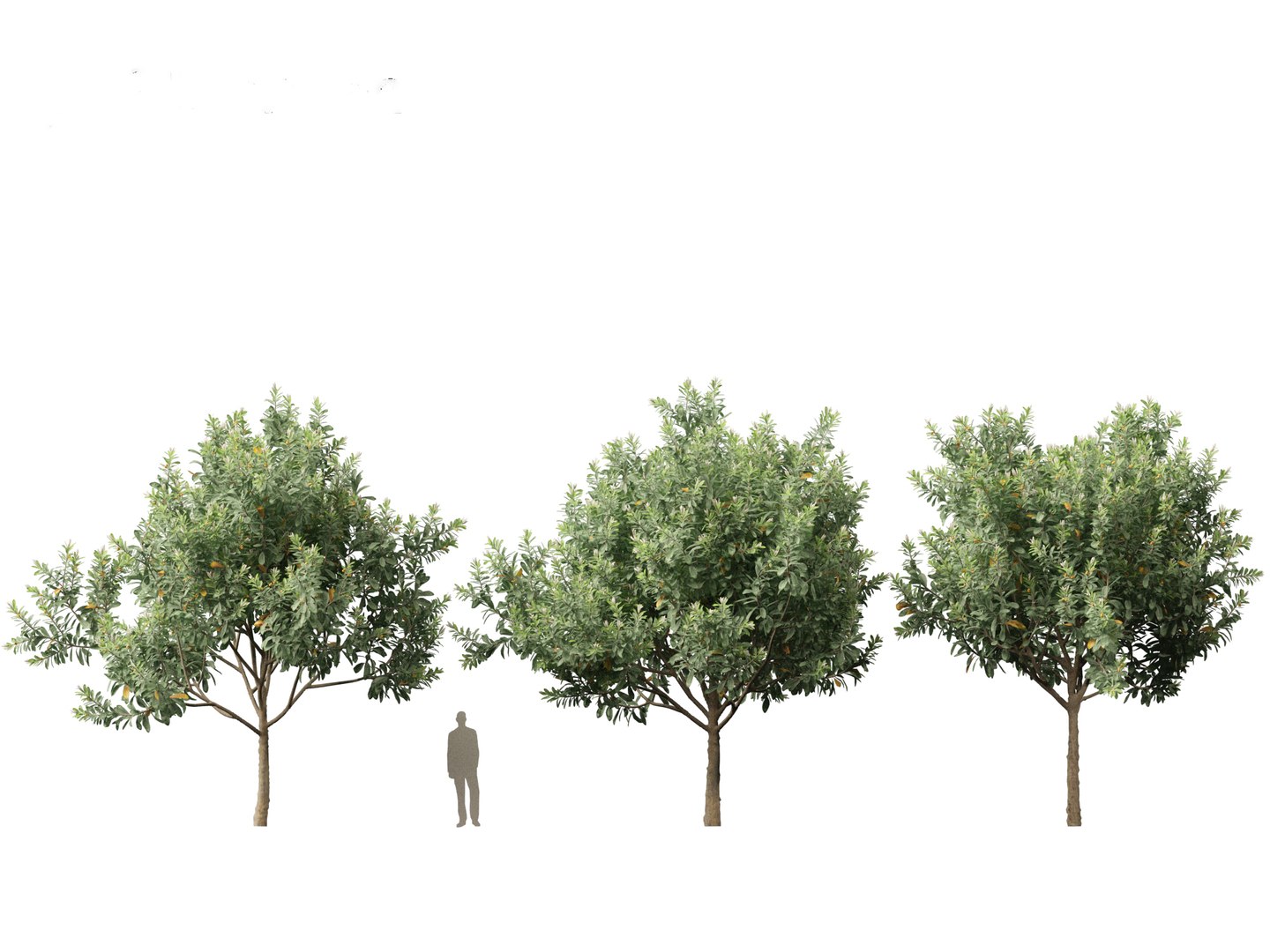 3D Loquat - Bigleaf hydrangea Tree - TurboSquid 2121565