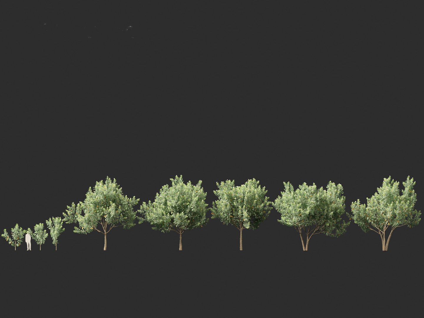 3D Loquat - Bigleaf hydrangea Tree - TurboSquid 2121565