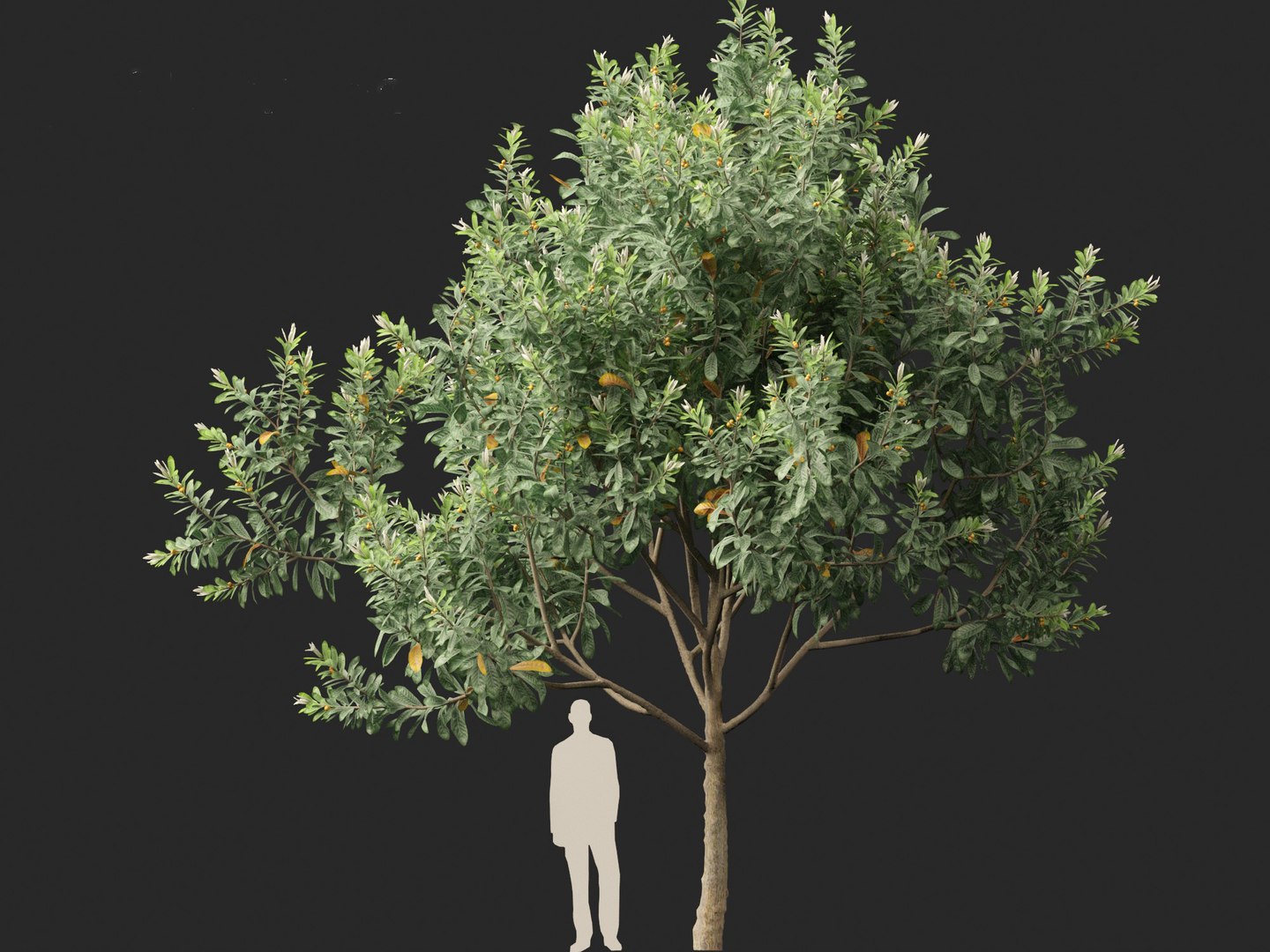 3D Loquat - Bigleaf hydrangea Tree - TurboSquid 2121565