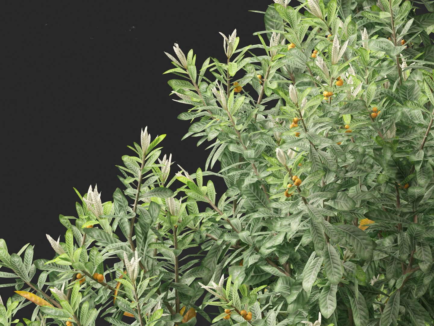 3D Loquat - Bigleaf hydrangea Tree - TurboSquid 2121565