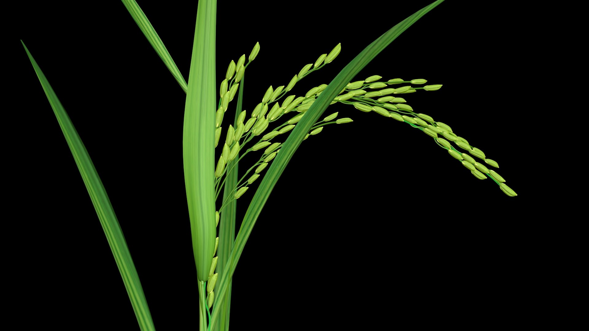 Oryza Sativa Asian 3D Model - TurboSquid 1696258