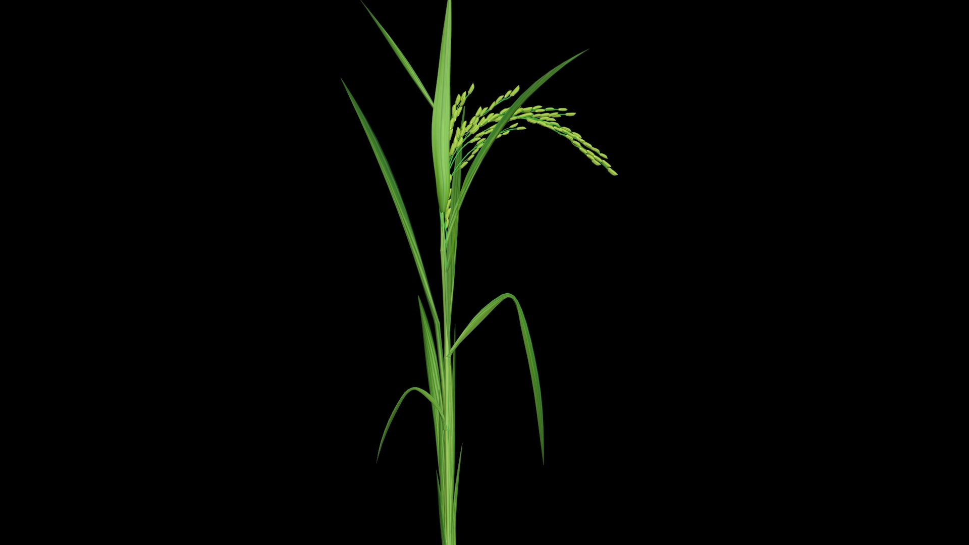 Oryza Sativa Asian 3D Model - TurboSquid 1696258