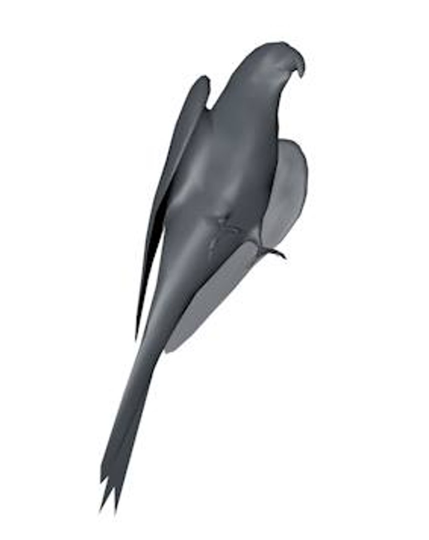 Parrot Base 3d Model