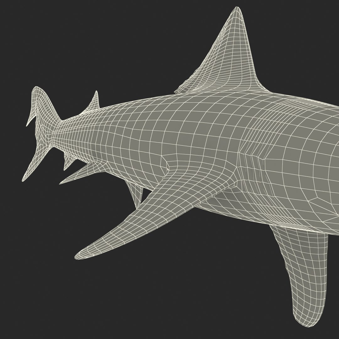 3d Model School Shark Rigged