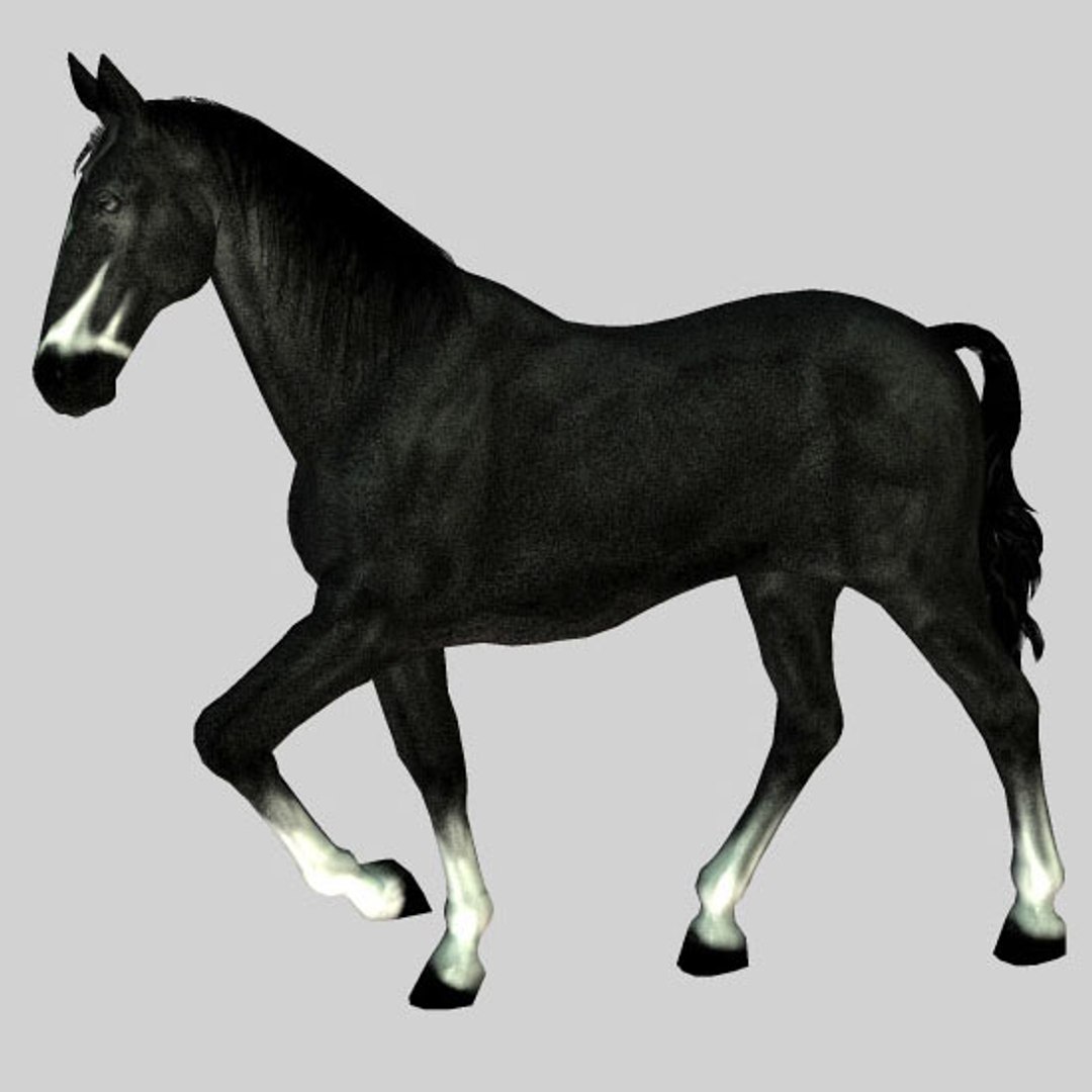 Poser Horse Gelding